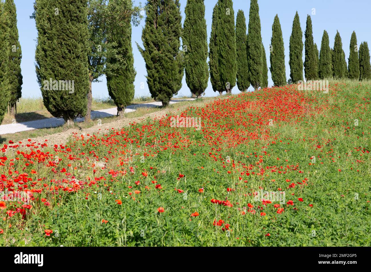 Strada sterrata con cipressi in primavera immagini e fotografie stock ...