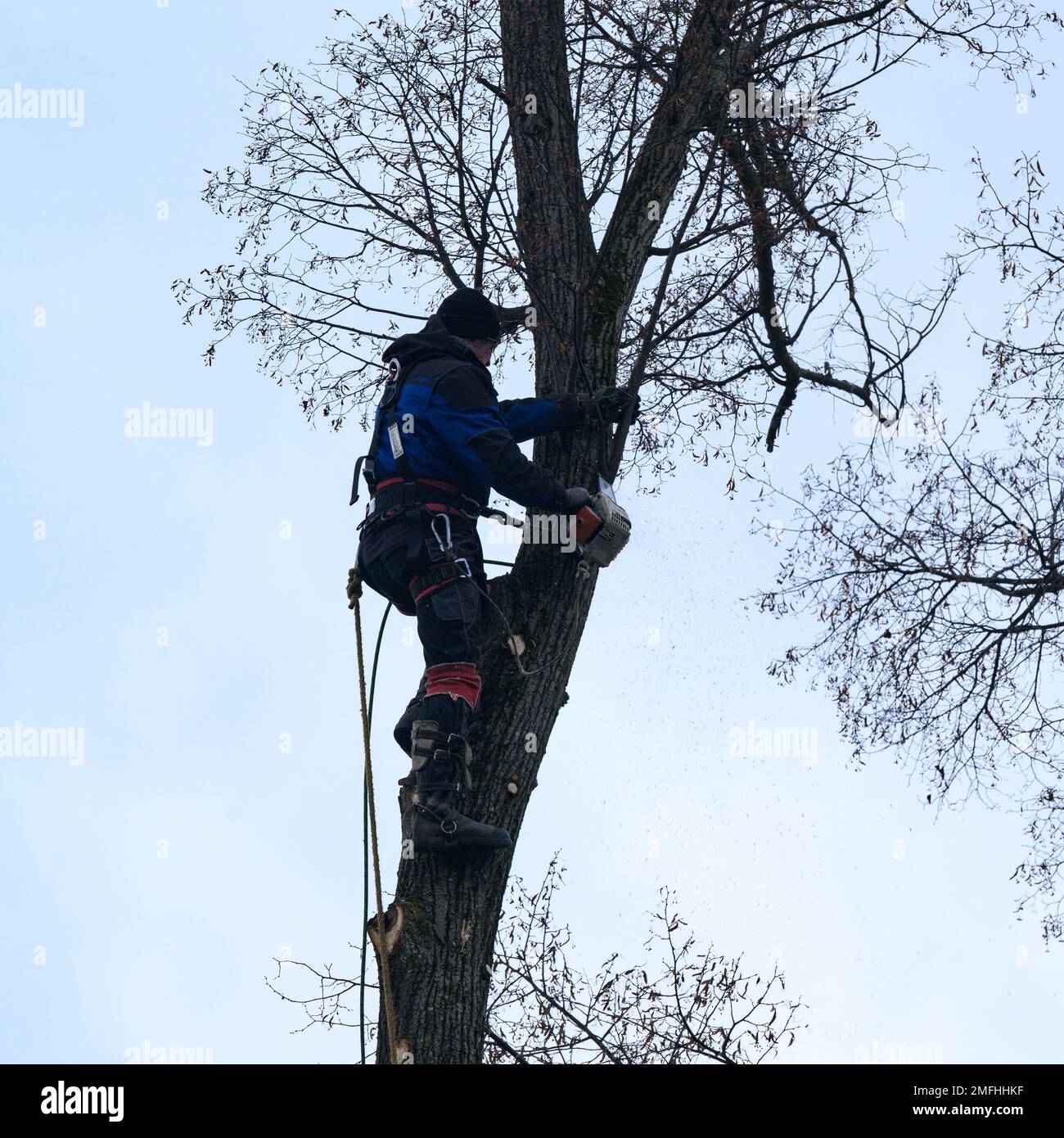Ivano-Frankivsk, Ucraina 15 dicembre 2022: Un arborista taglia un ...
