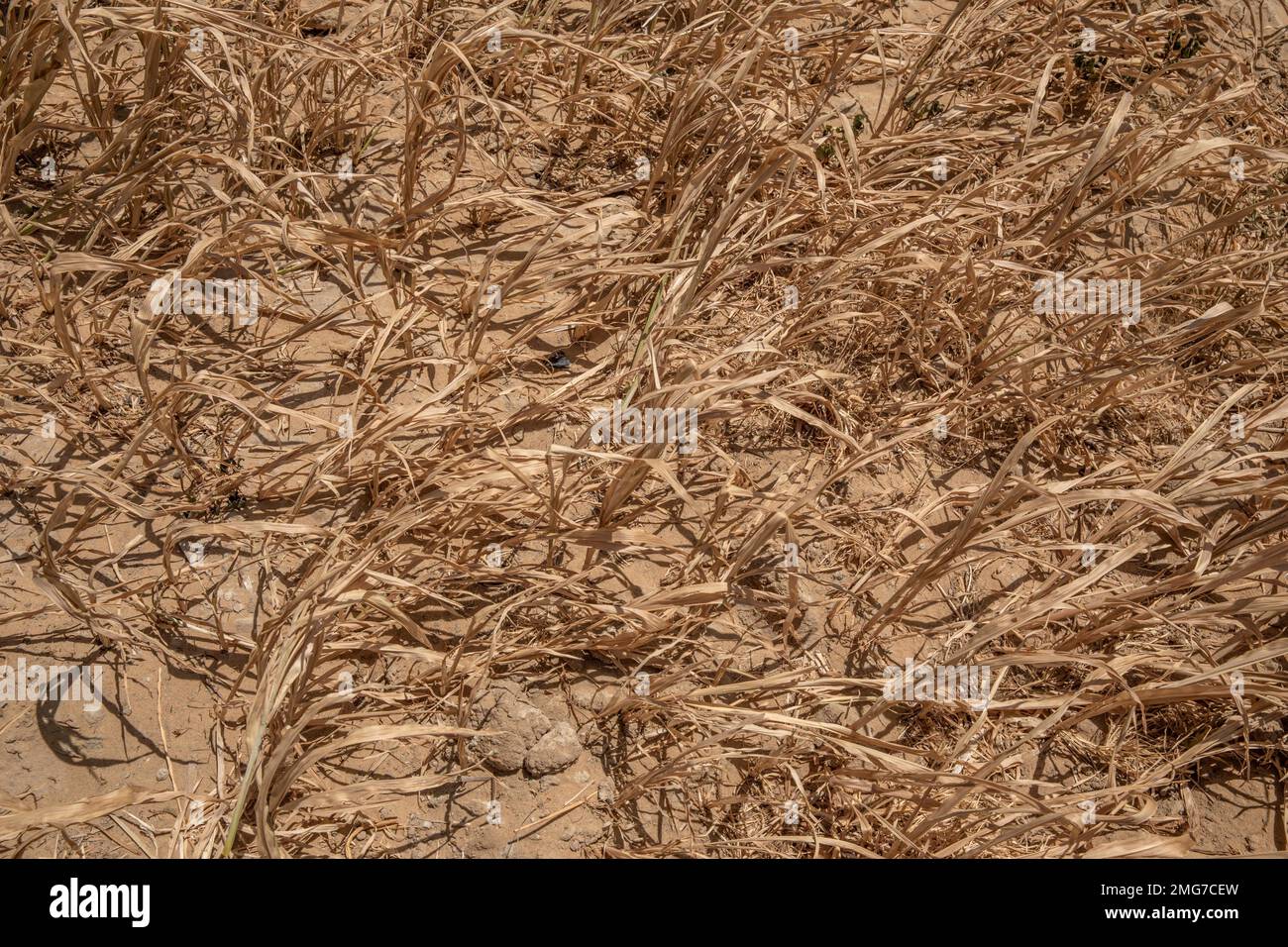 Bad corn crop on dry land that was once fertile and green, in Second ...