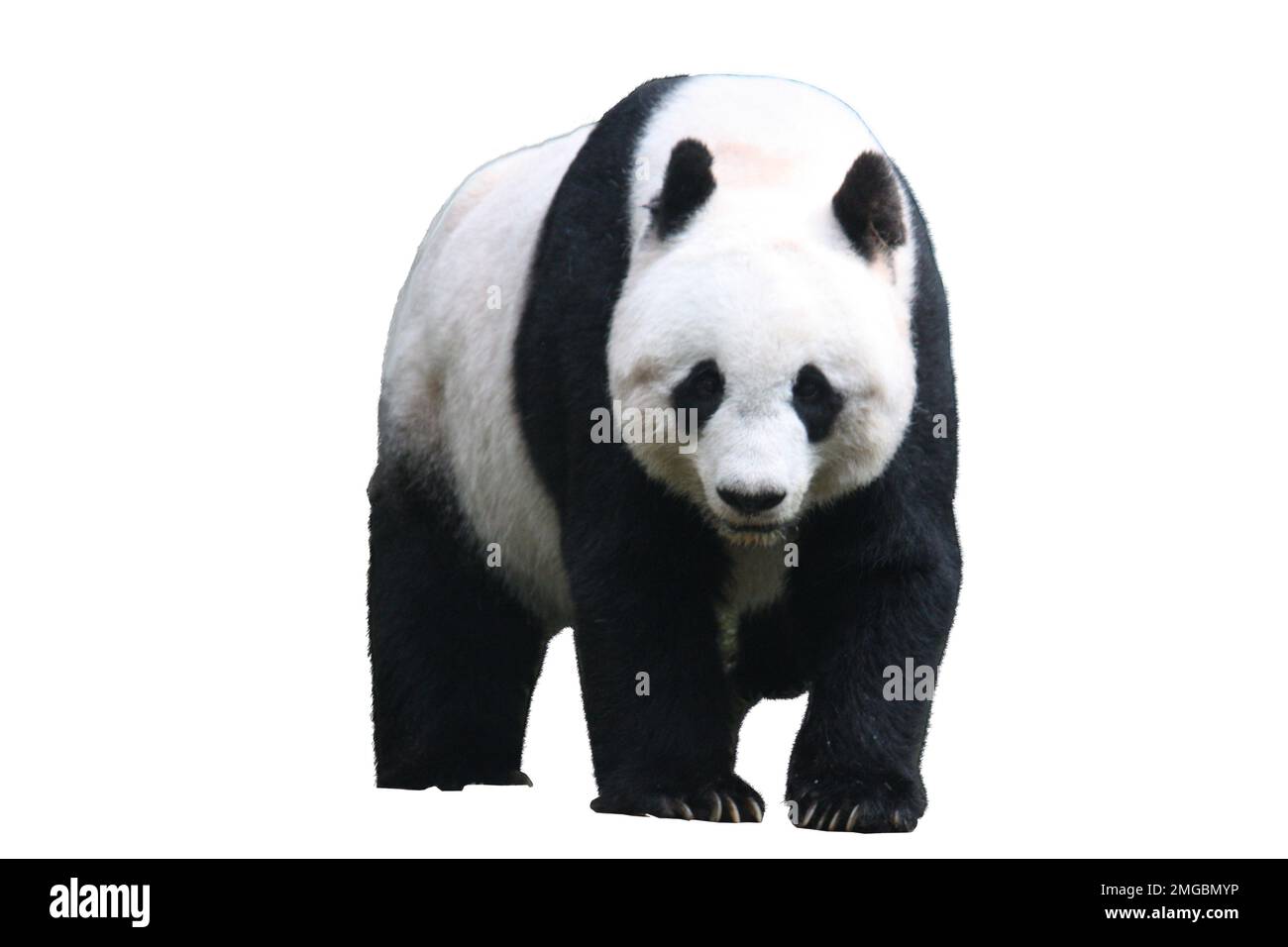 Segno di panda gigante immagini e fotografie stock ad alta risoluzione ...