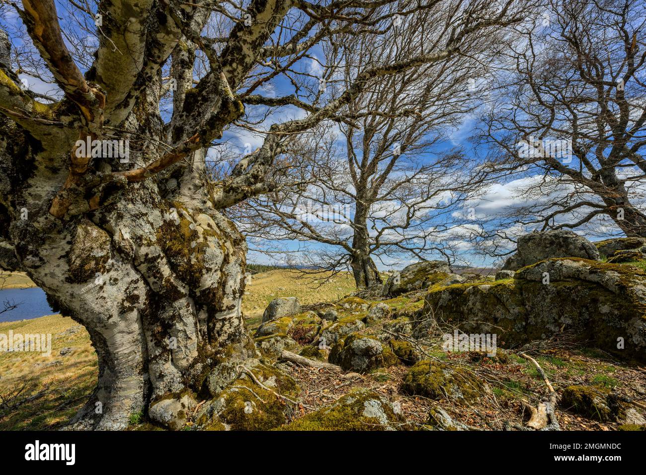 Faggi centenari (fagus sylvatica) ricoperti di licheni e muschi e ...