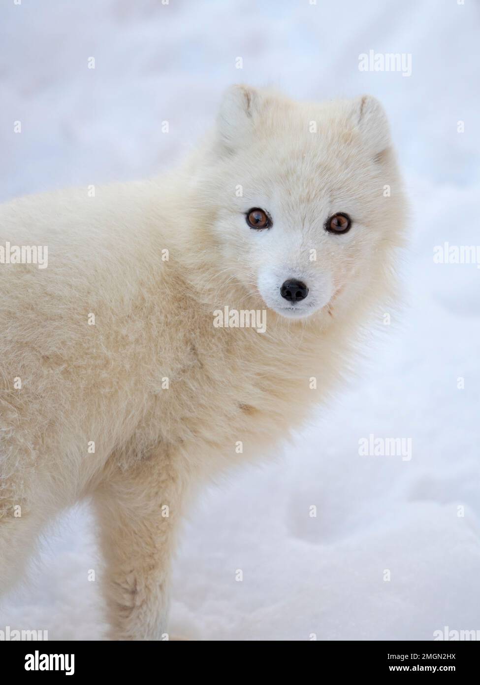 Parco nazionale della terra di nordenskiold immagini e fotografie stock ad alta risoluzione - Alamy