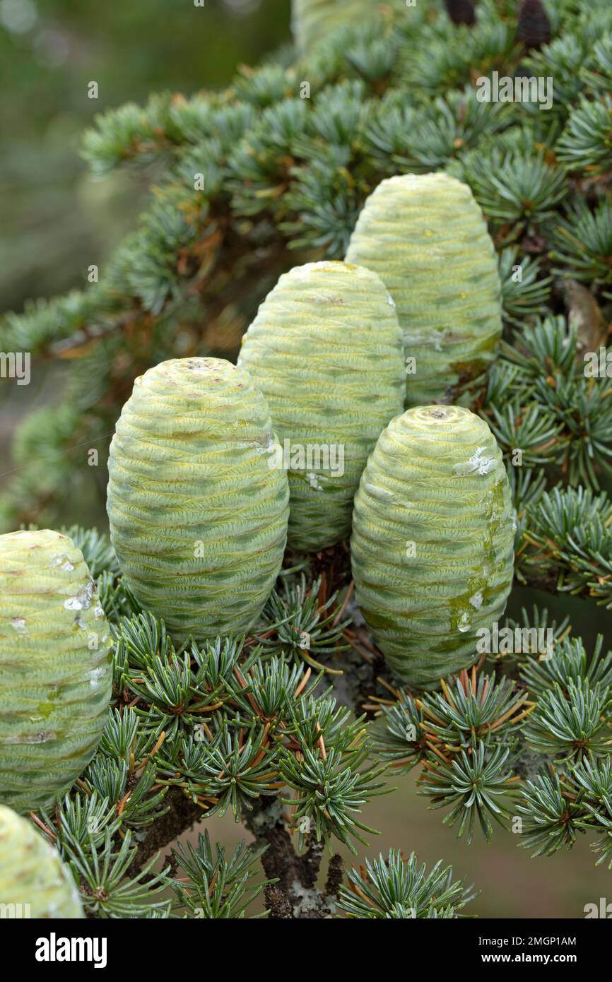 Cedrus brevifolia cyprus cedar tree immagini e fotografie stock ad alta ...