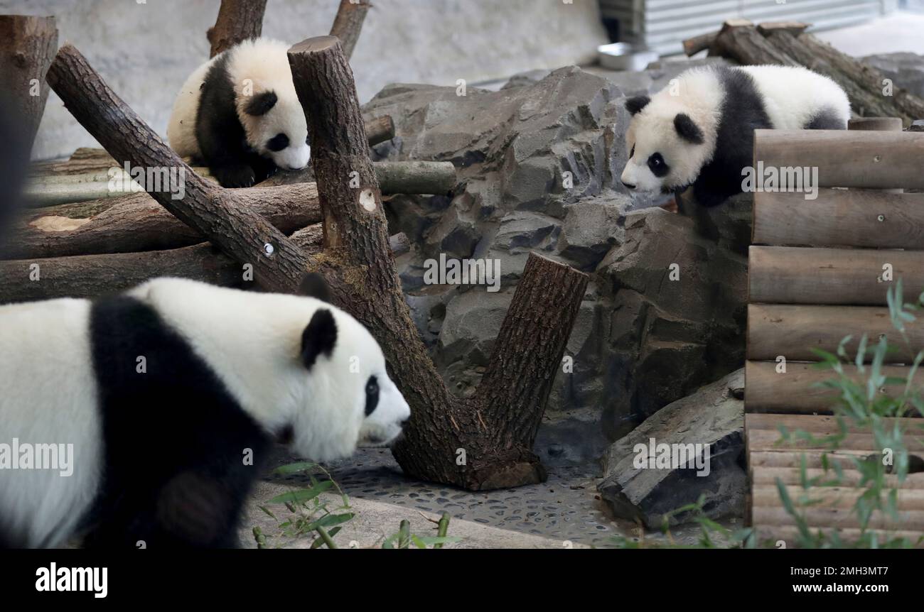 In this picture taken trough a window mother Meng Meng, front, eats ...