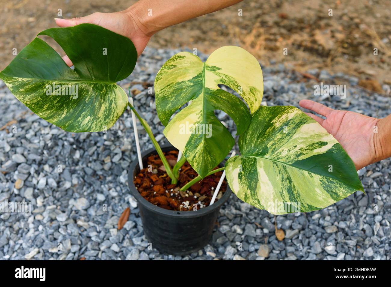 Monstera aurea variegata immagini e fotografie stock ad alta ...