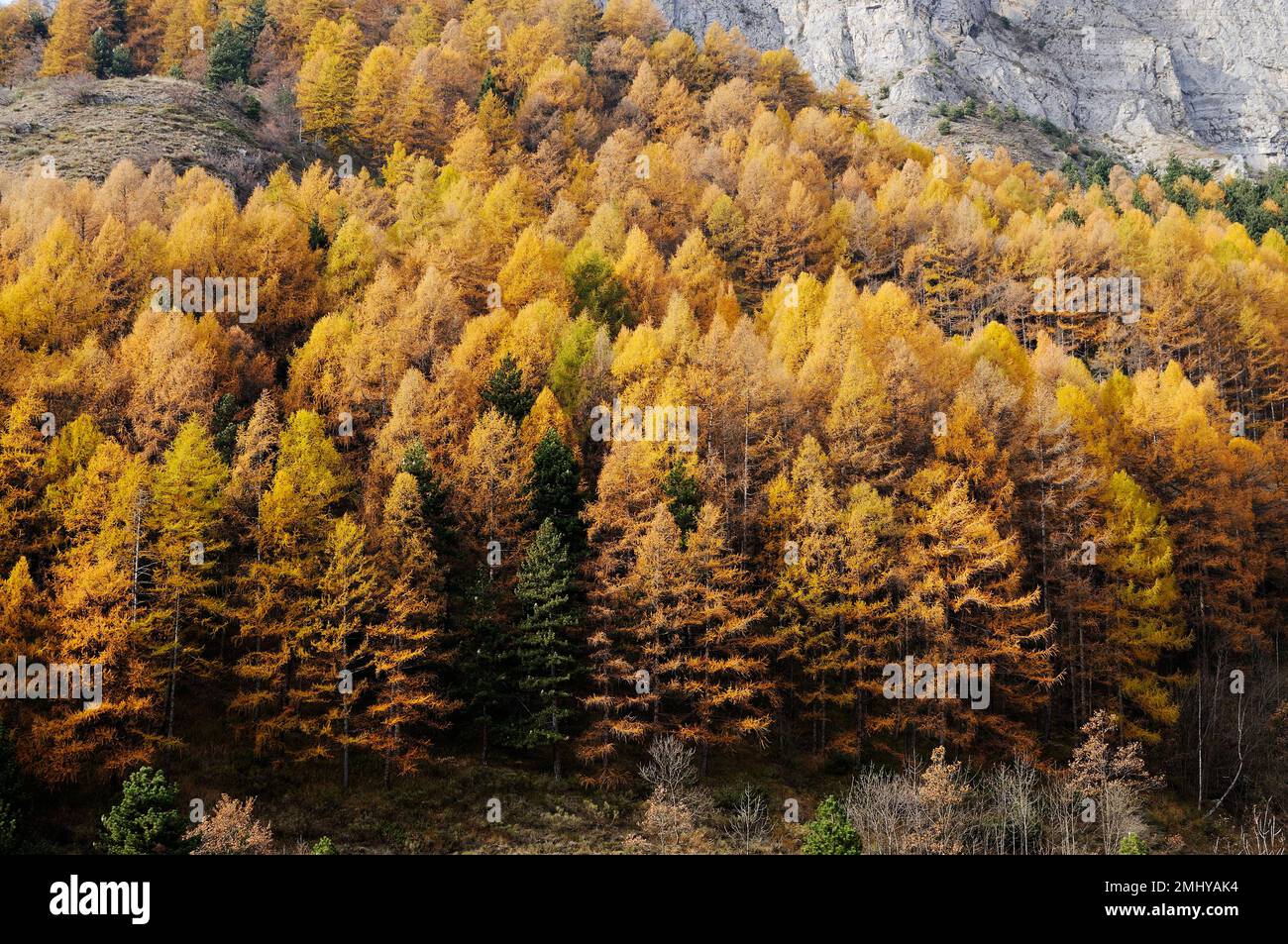 Autunno alpi piemonte immagini e fotografie stock ad alta risoluzione ...