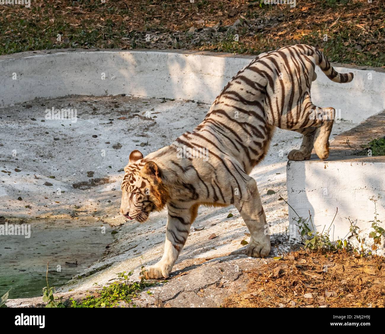 Tigre assassina bianca immagini e fotografie stock ad alta risoluzione ...