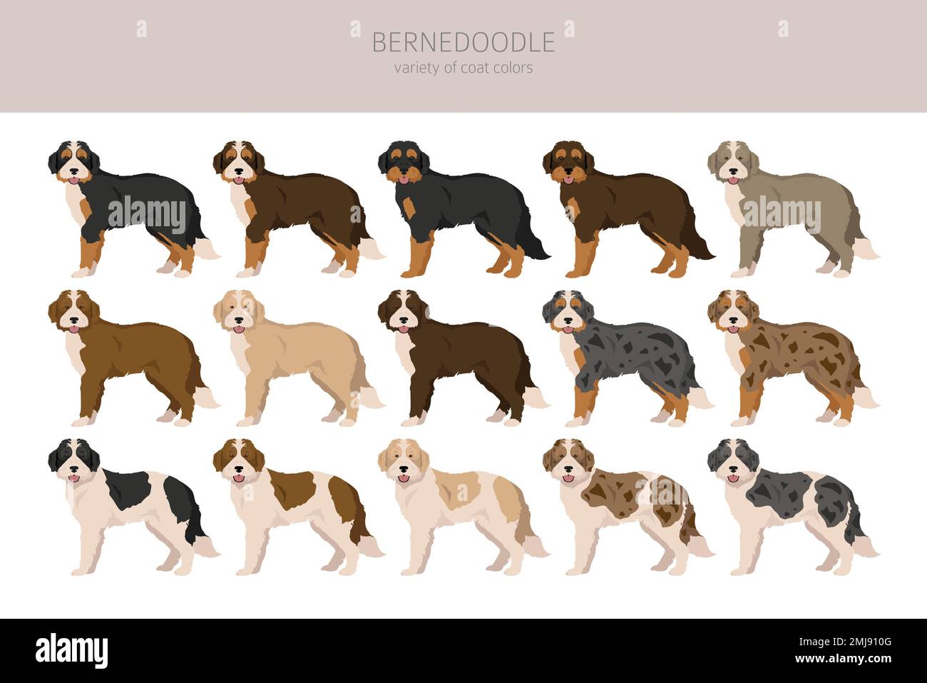 Bernedoodle ibrido clipart. Set di tutti i colori del mantello ...