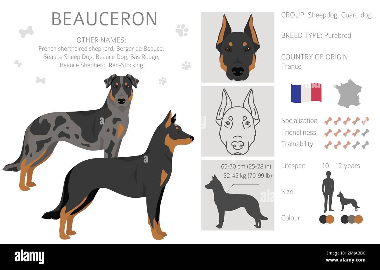 Beauce sheepdog Immagini Vettoriali Stock - Alamy