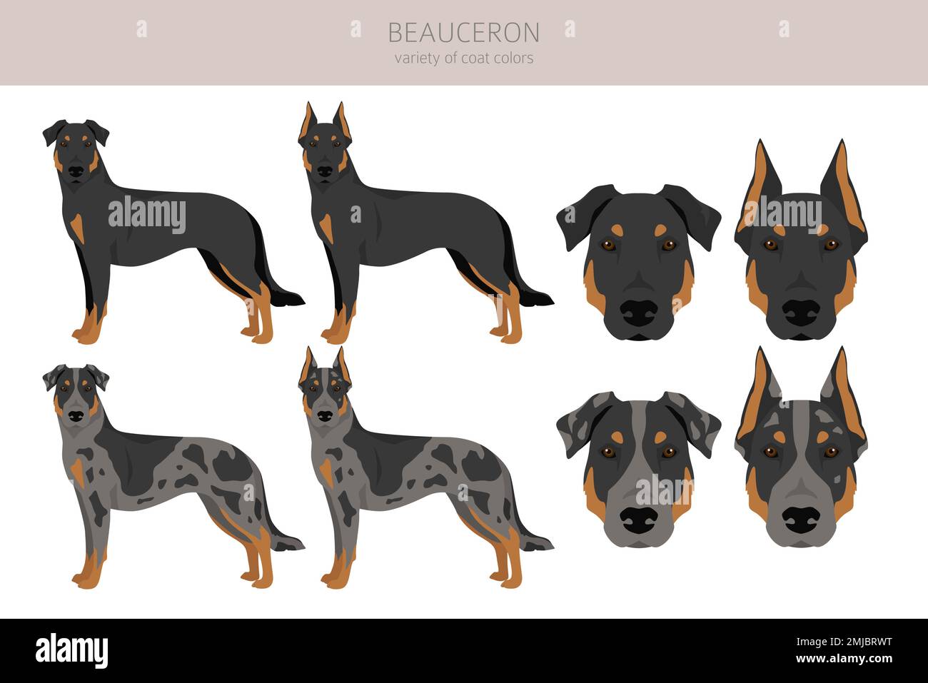 Beauceron cane, pastore francese clipart. Set di tutti i colori del ...