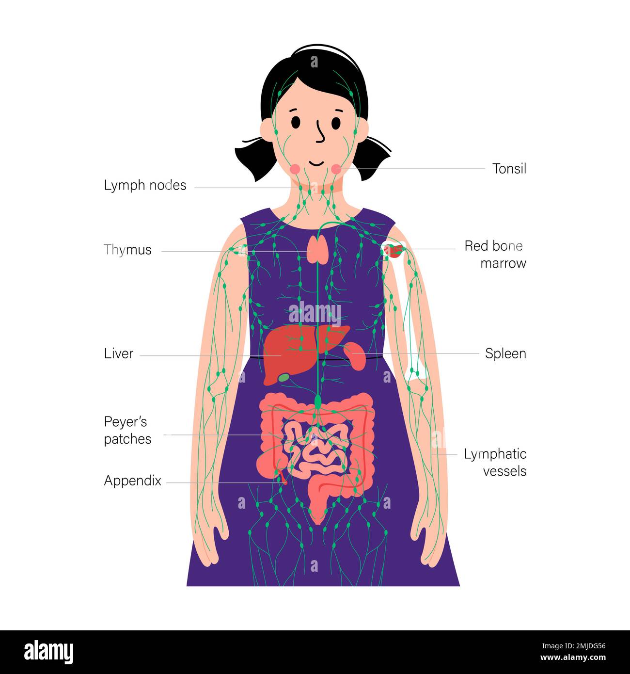 Child lymphatic system immagini e fotografie stock ad alta risoluzione ...