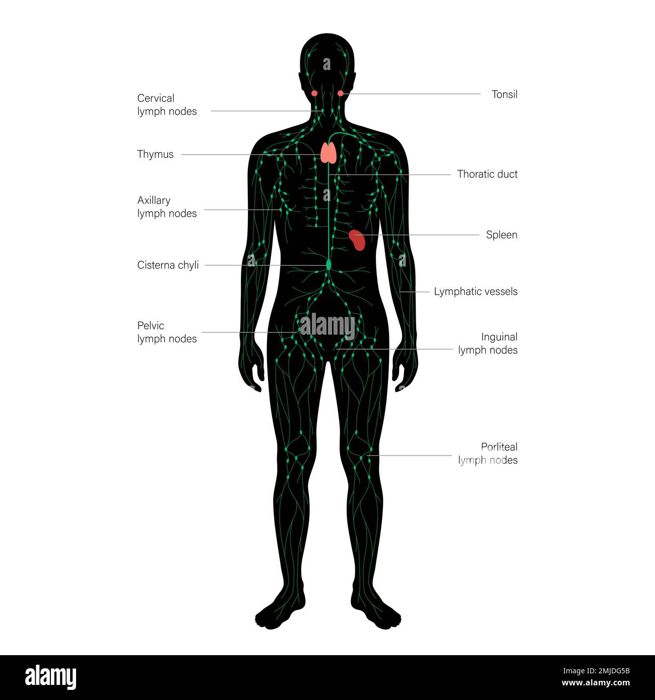 I Linfonodi Inguinali Illustrazione Di Stock Illustrazione Di Biologia