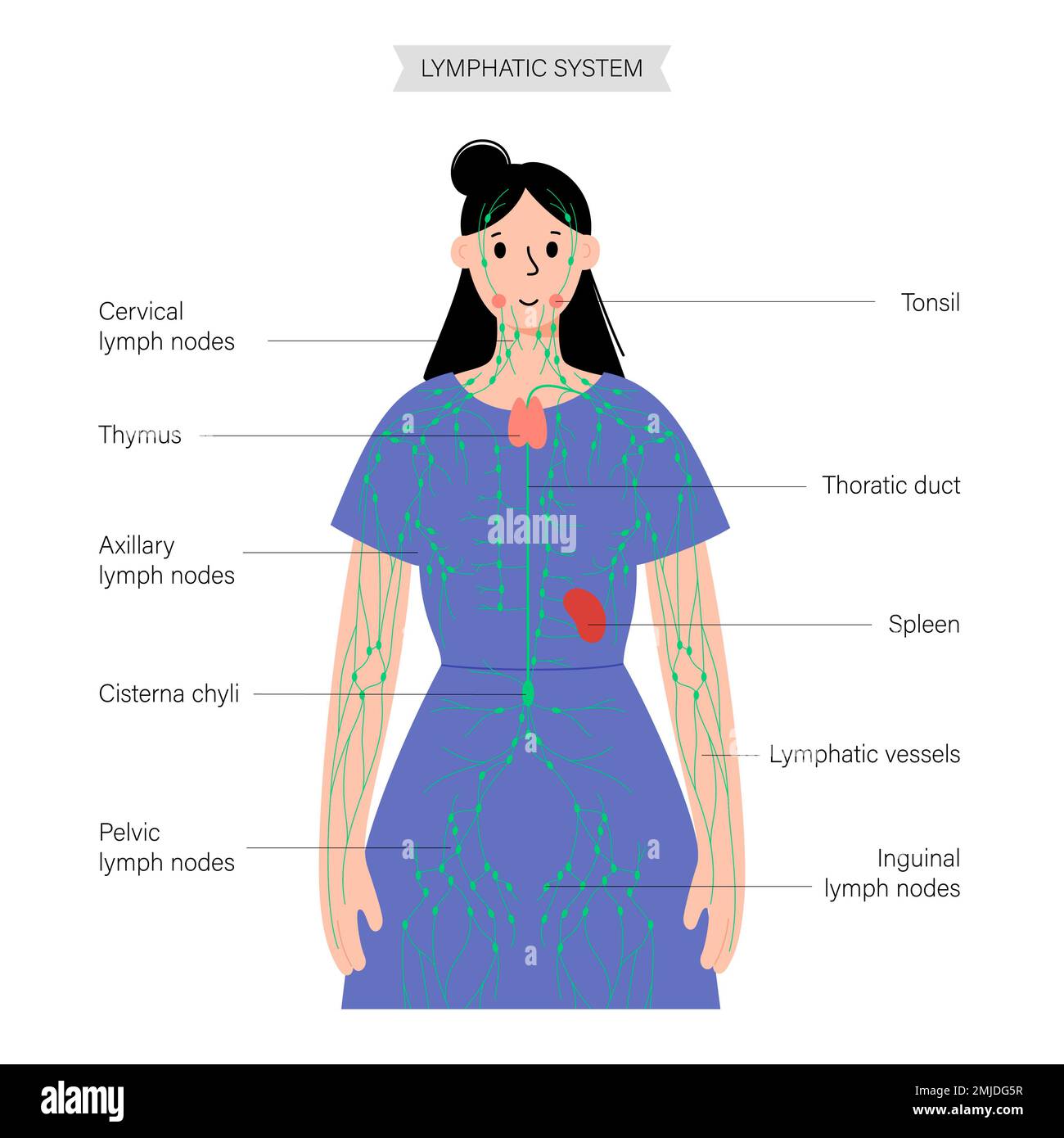 órganos del sistema linfático immagini e fotografie stock ad alta ...