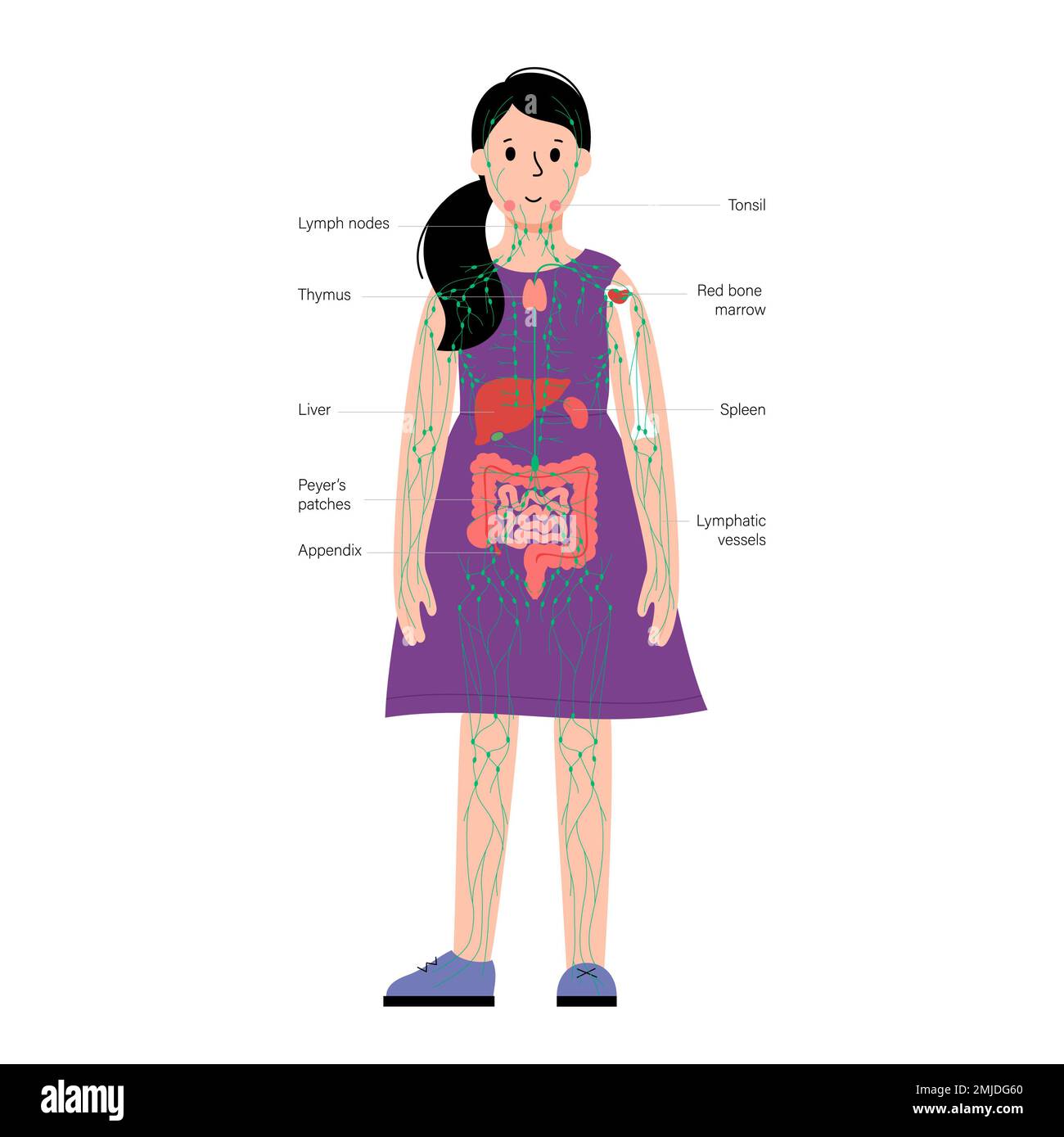 Organi del sistema immunitario immagini e fotografie stock ad alta ...