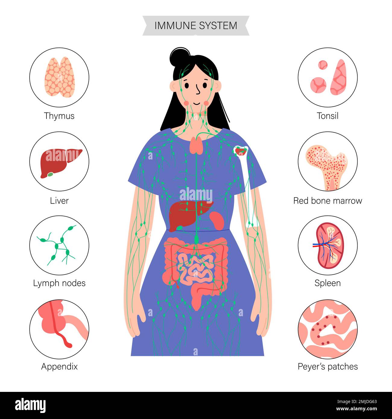 Organi del sistema immunitario immagini e fotografie stock ad alta ...