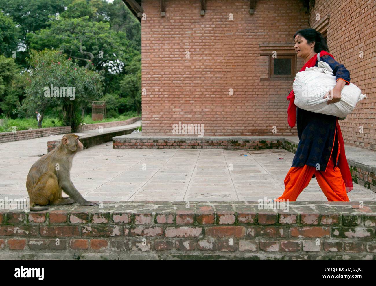 In this July 8, 2019, photo, Saraswati Dangol arrives with a sack of roti or flat bread to feed ...