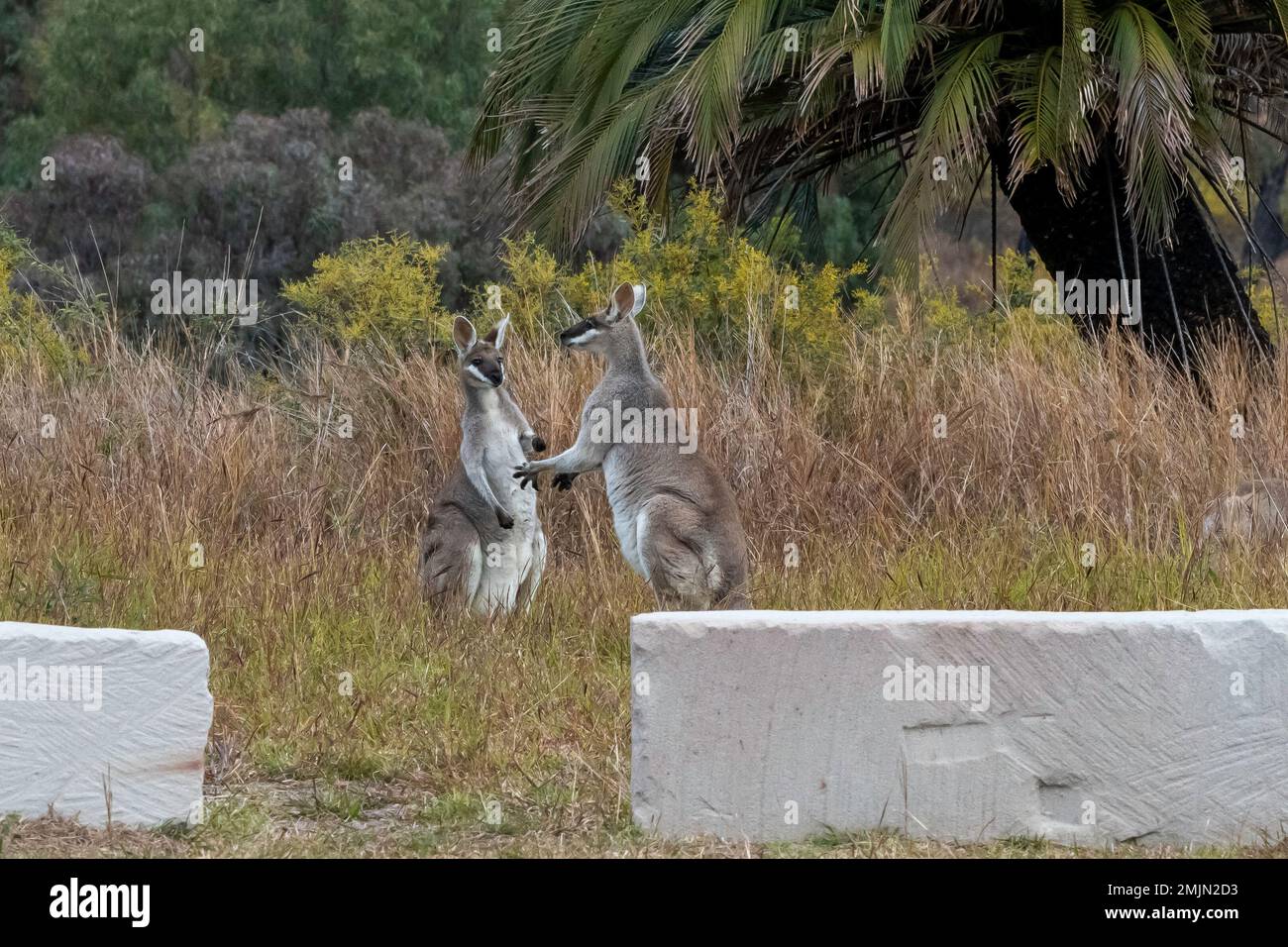 Wallaby dalla faccia carina immagini e fotografie stock ad alta ...