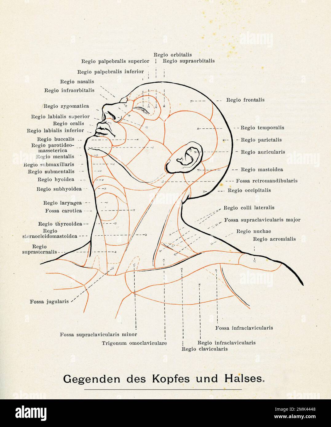 Anatomia gola immagini e fotografie stock ad alta risoluzione - Alamy
