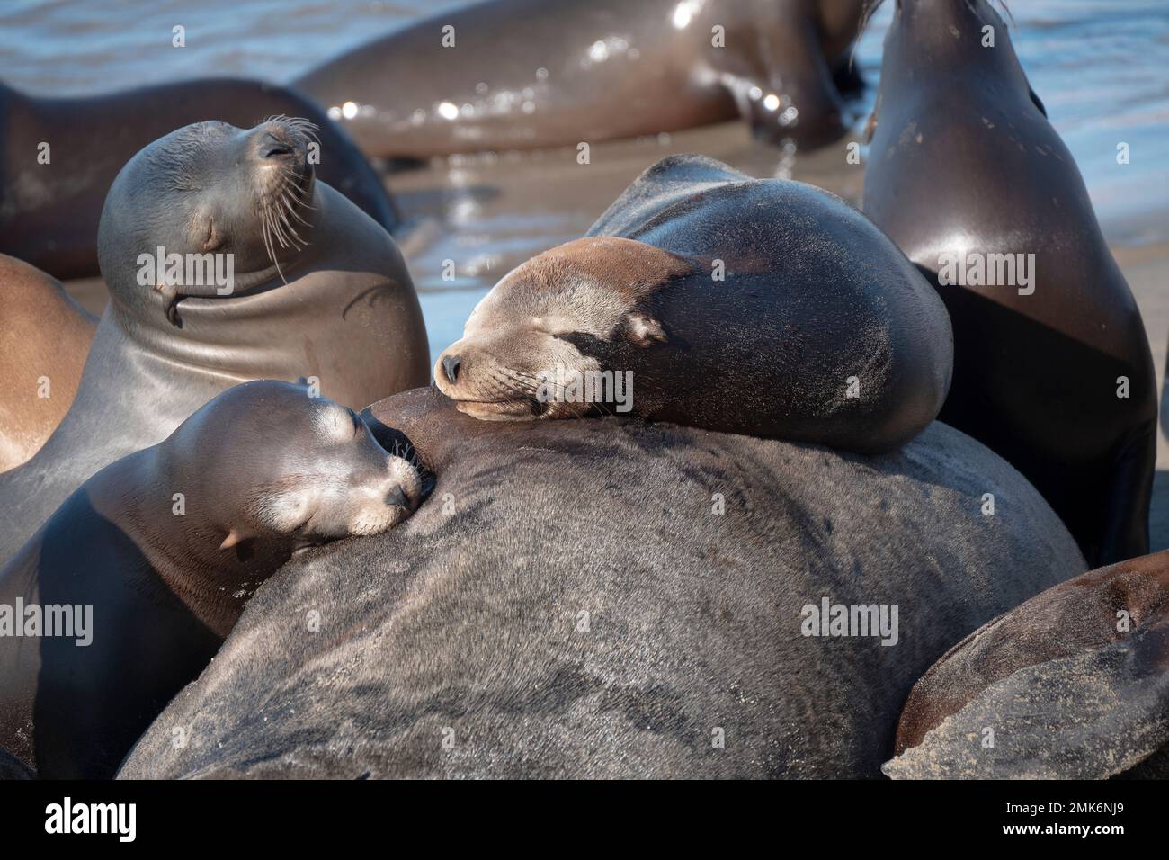 Specie di foche immagini e fotografie stock ad alta risoluzione - Alamy