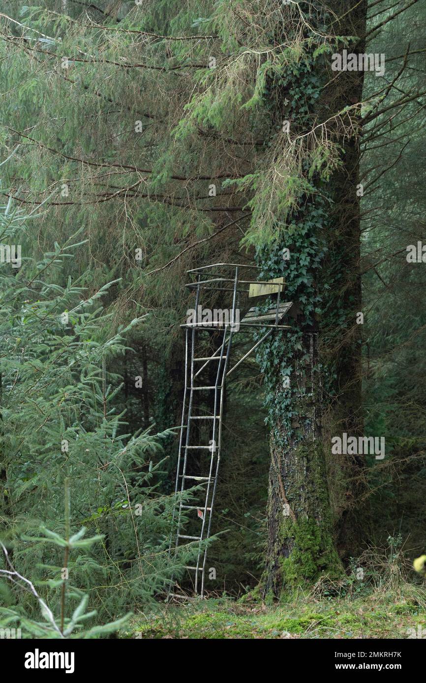 Controllo dei cervi immagini e fotografie stock ad alta risoluzione - Alamy