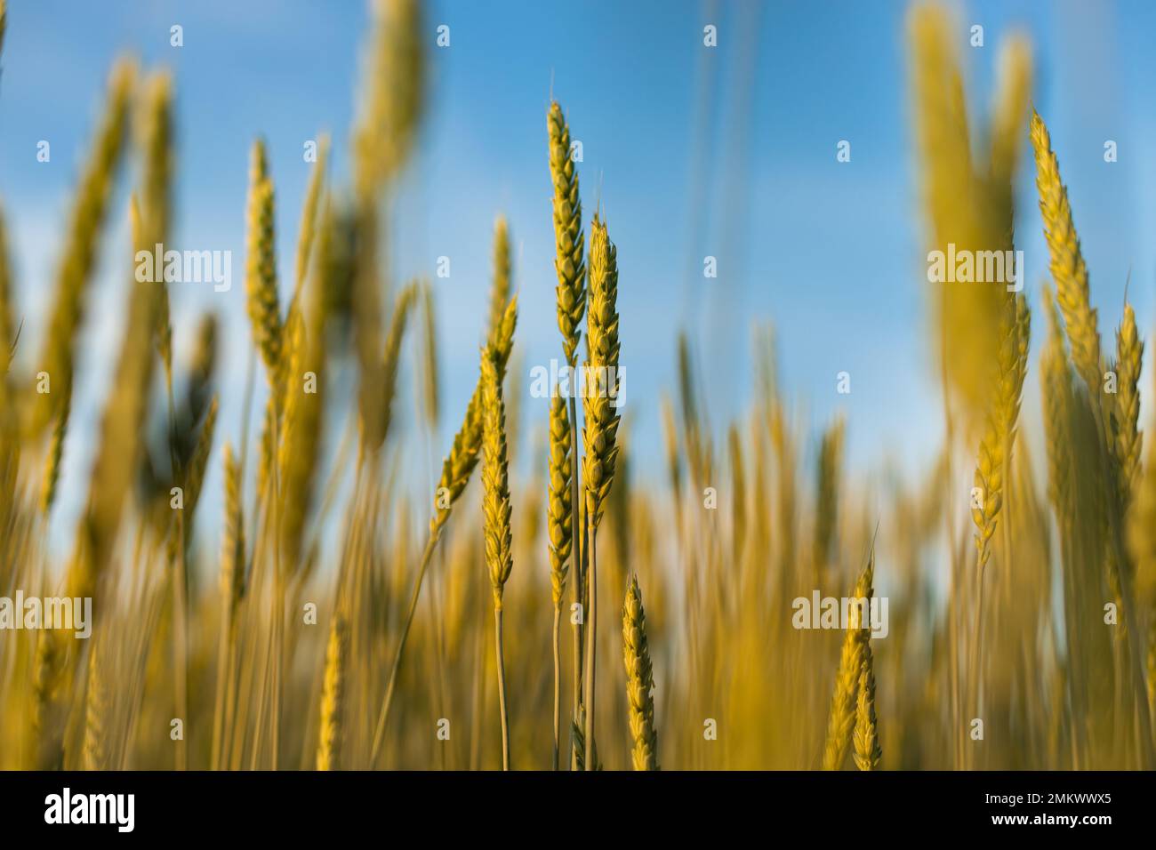 Spighe di grano giovane nel campo. Il concetto di crisi alimentare e di ...
