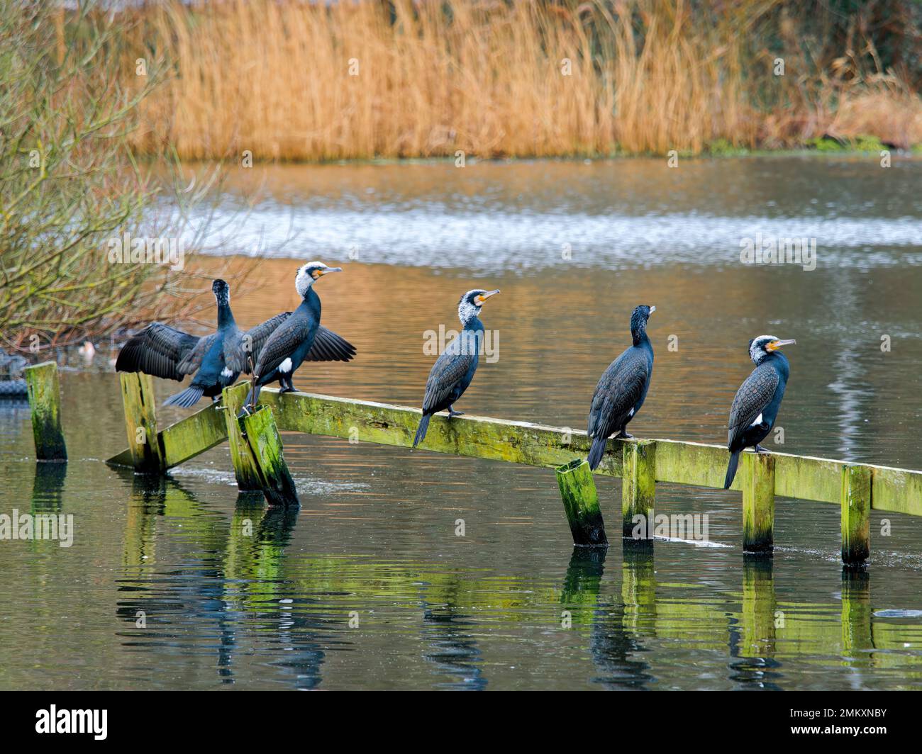 Fila di cormorani immagini e fotografie stock ad alta risoluzione - Alamy