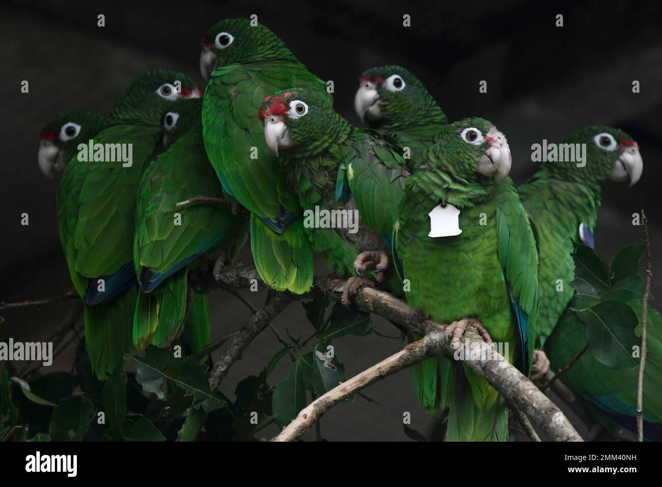 In this Nov. 6, 2018 photo, Puerto Rican parrots huddle in a flight ...