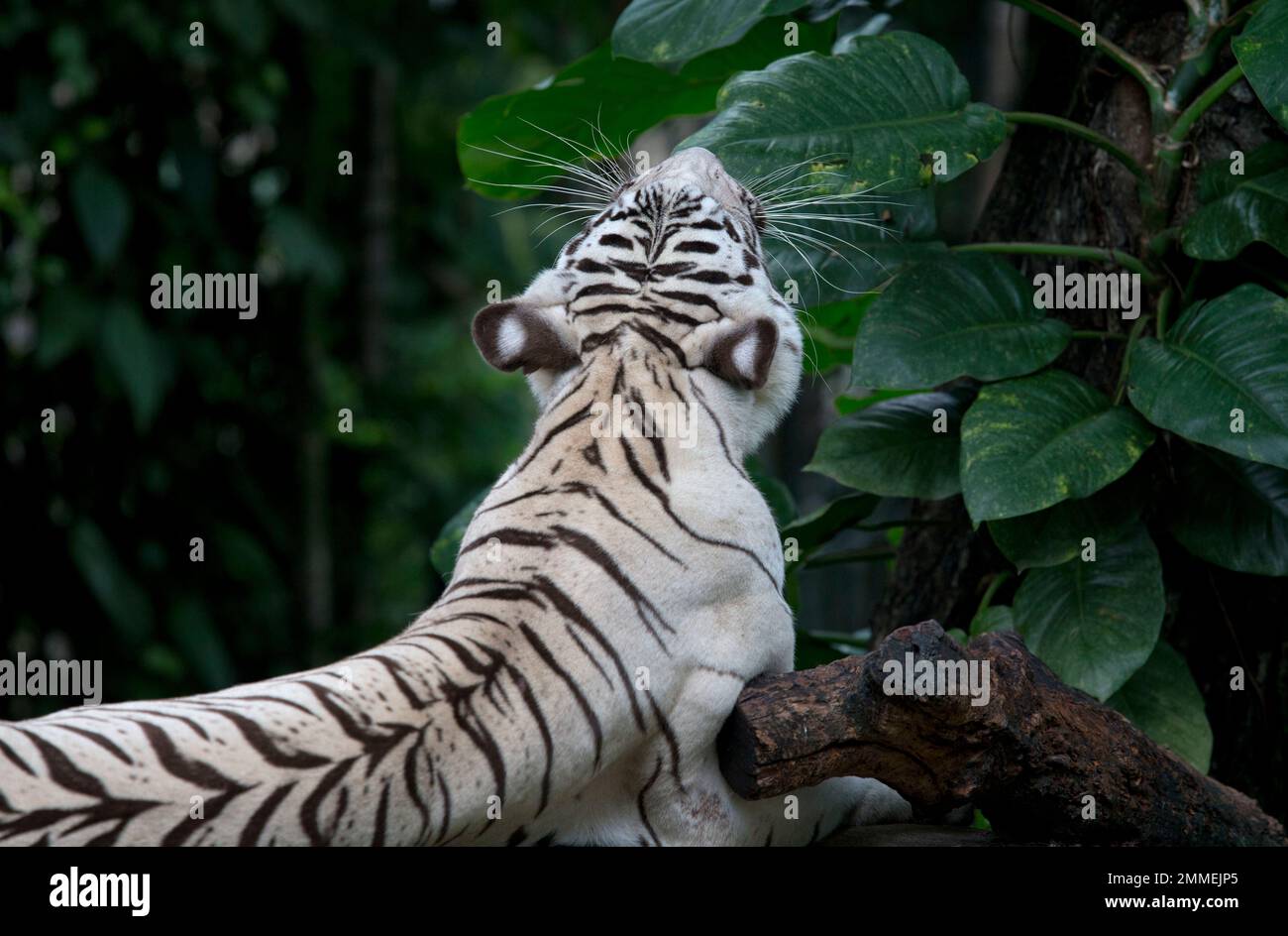 In this Wednesday, Aug 15, 2018 photo, a White Bengal tiger stretches as it yawns at Dusit Zoo ...