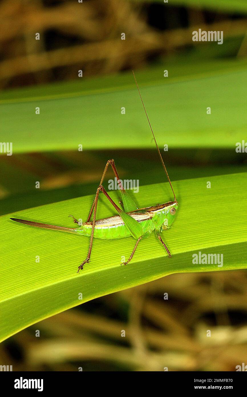 Conocephalus sp immagini e fotografie stock ad alta risoluzione - Alamy