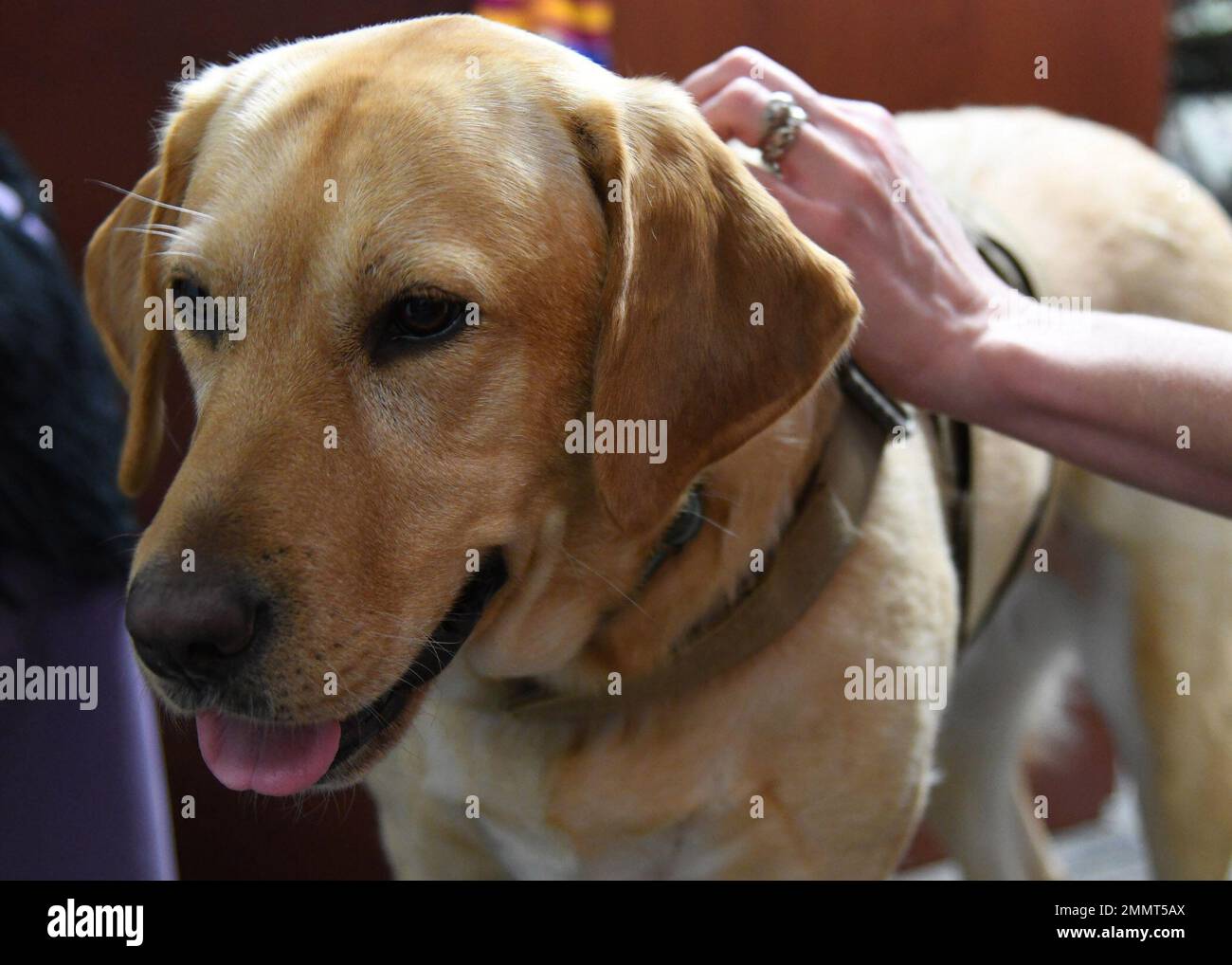 Struttura cane da terapia immagini e fotografie stock ad alta ...