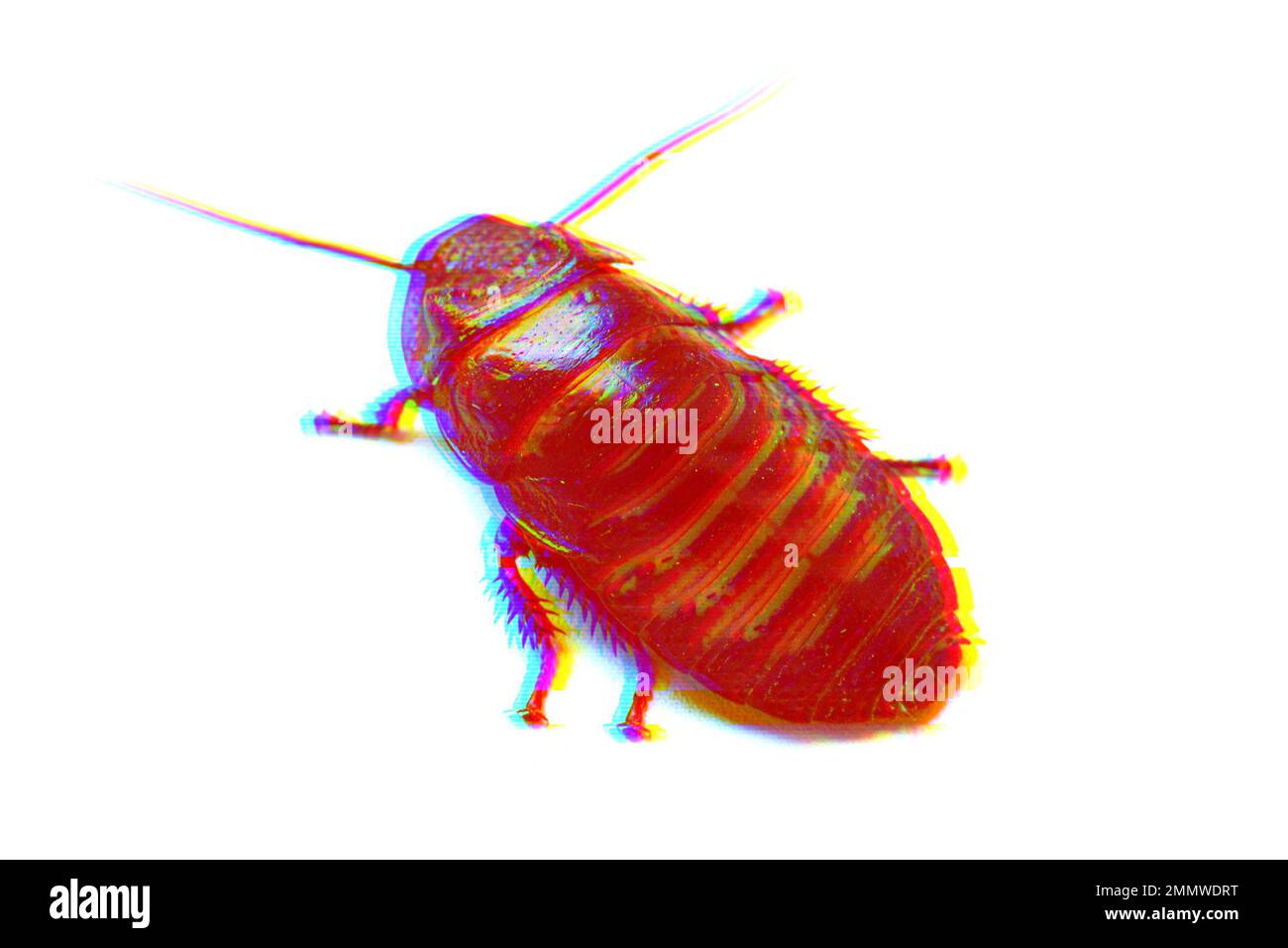 Scarafaggio gigante del madagascar Immagini senza sfondo e Foto Stock ...