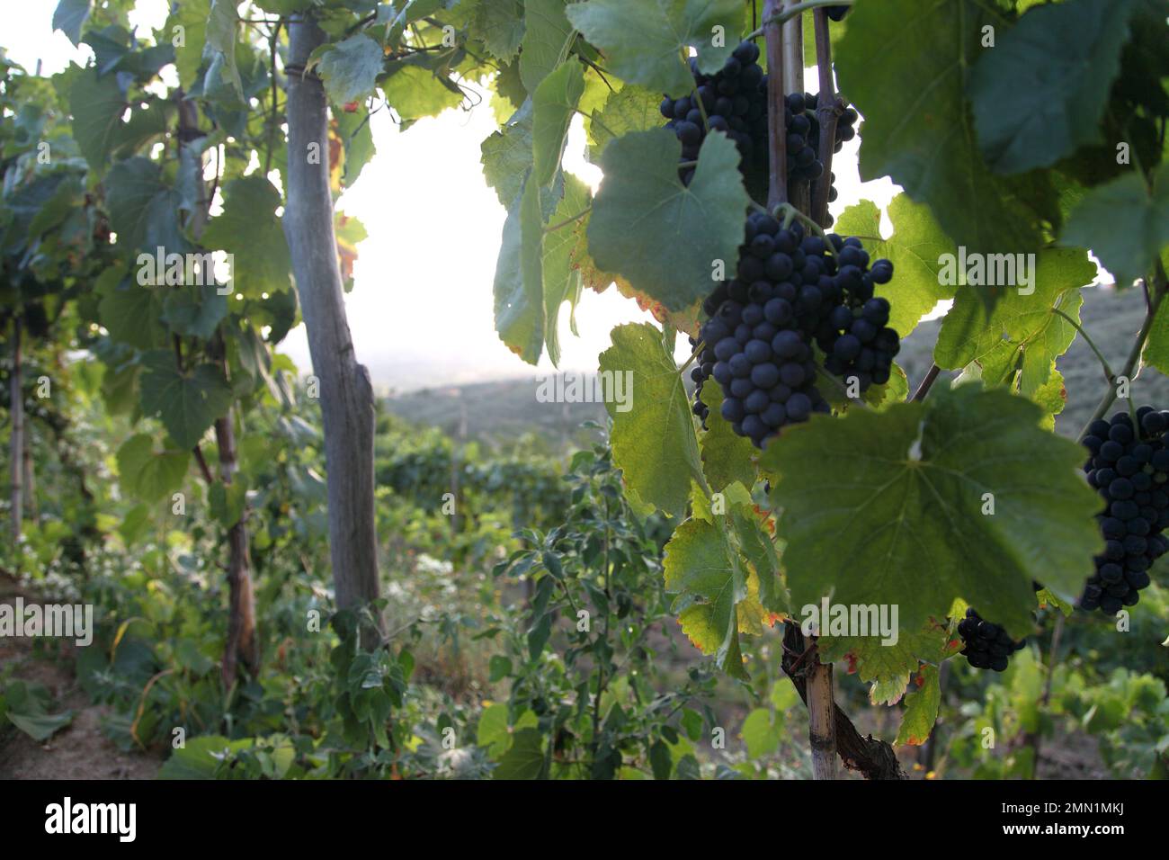 Vigneto toscano immagini e fotografie stock ad alta risoluzione - Alamy