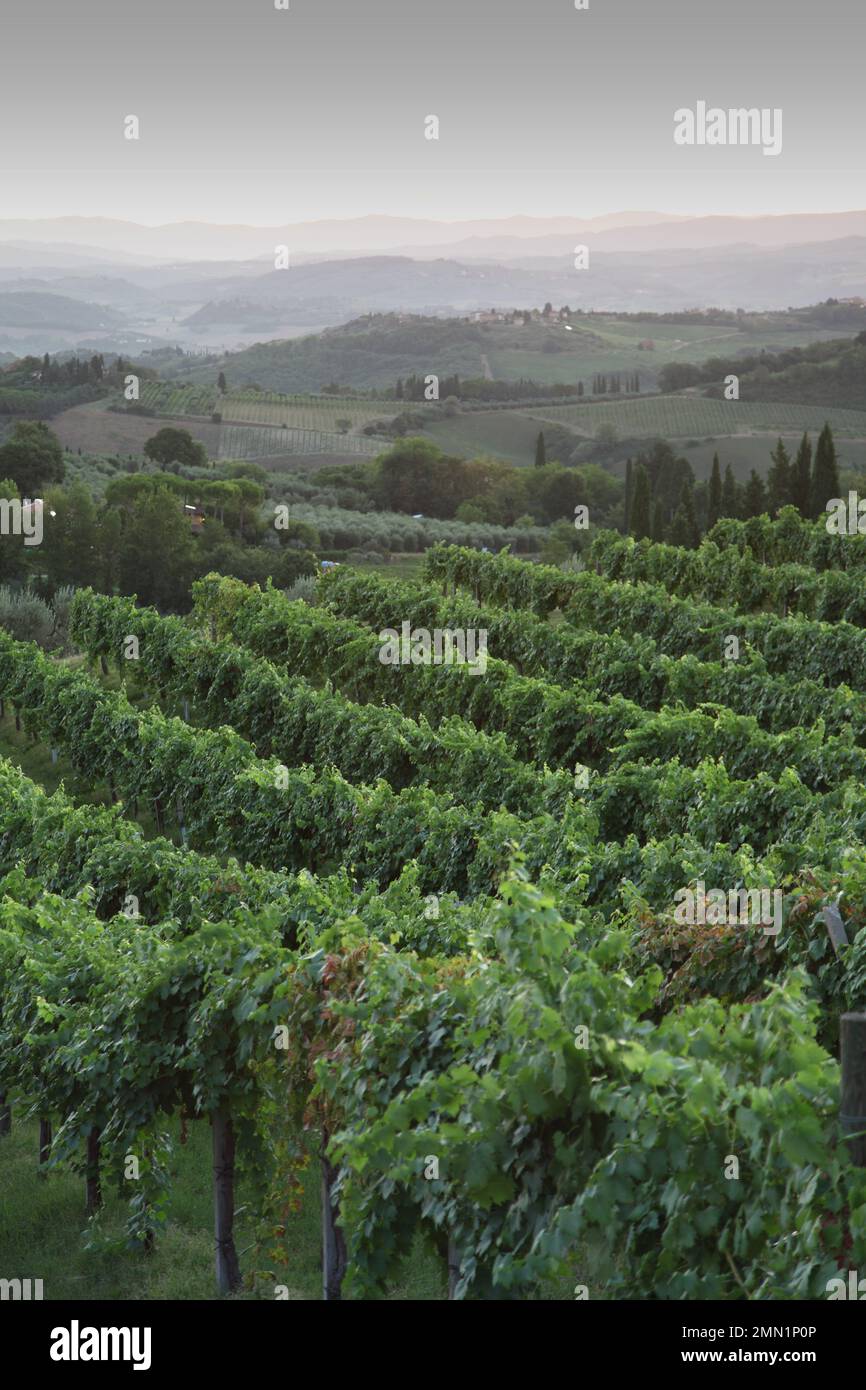 Vigneto toscano immagini e fotografie stock ad alta risoluzione - Alamy