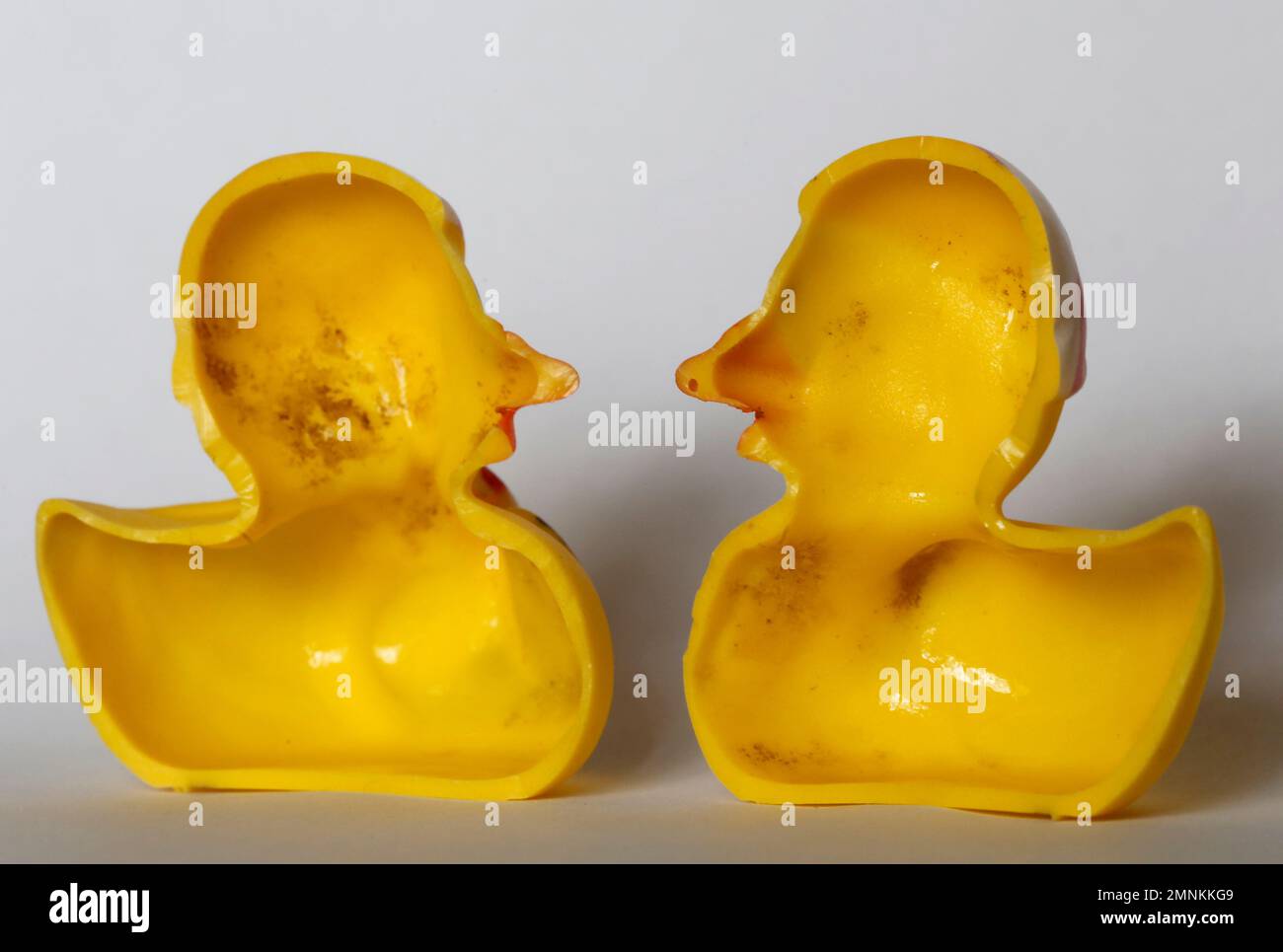 The March 27, 2018 photo shows the inside of a rubber duck after it was ...