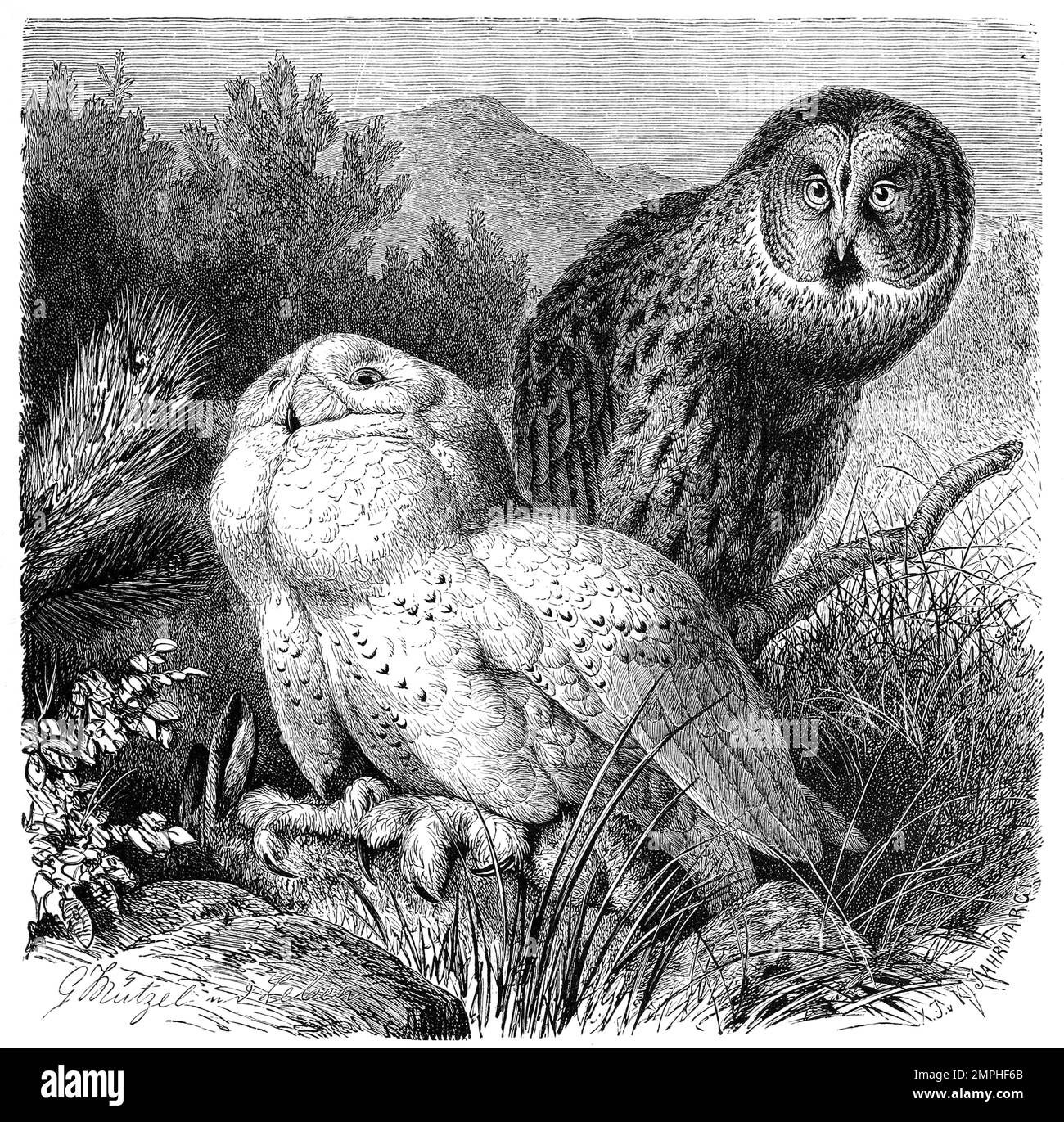 Vogel, Schnee-Eule, Bubo scandiacus, SYN. Bubo scandiaca, Nyctea ...