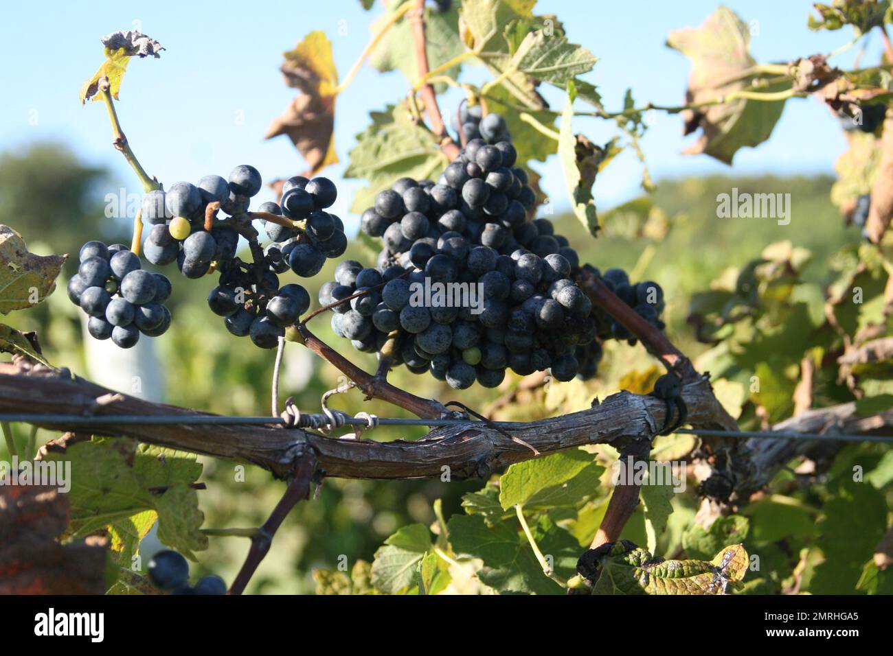 Agenzia osaggio immagini e fotografie stock ad alta risoluzione - Alamy