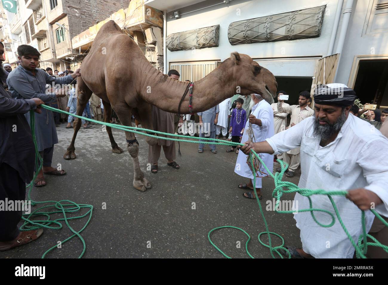 People prepare to slaughter a camel on the first day of Eid al-Adha, or ...