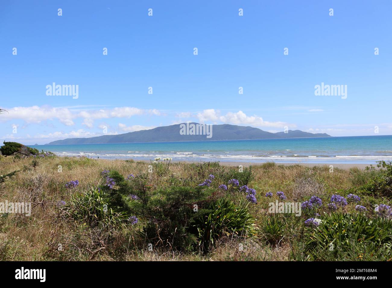 Kapiti island immagini e fotografie stock ad alta risoluzione - Alamy