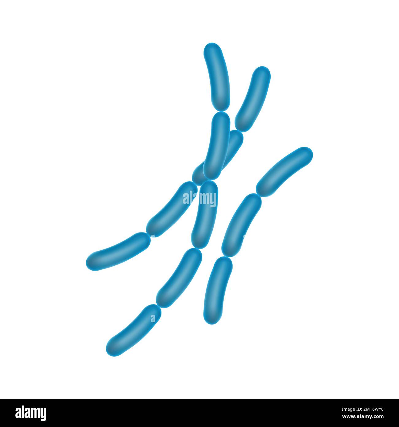 Tipos de bacterias microbiologia immagini e fotografie stock ad alta ...