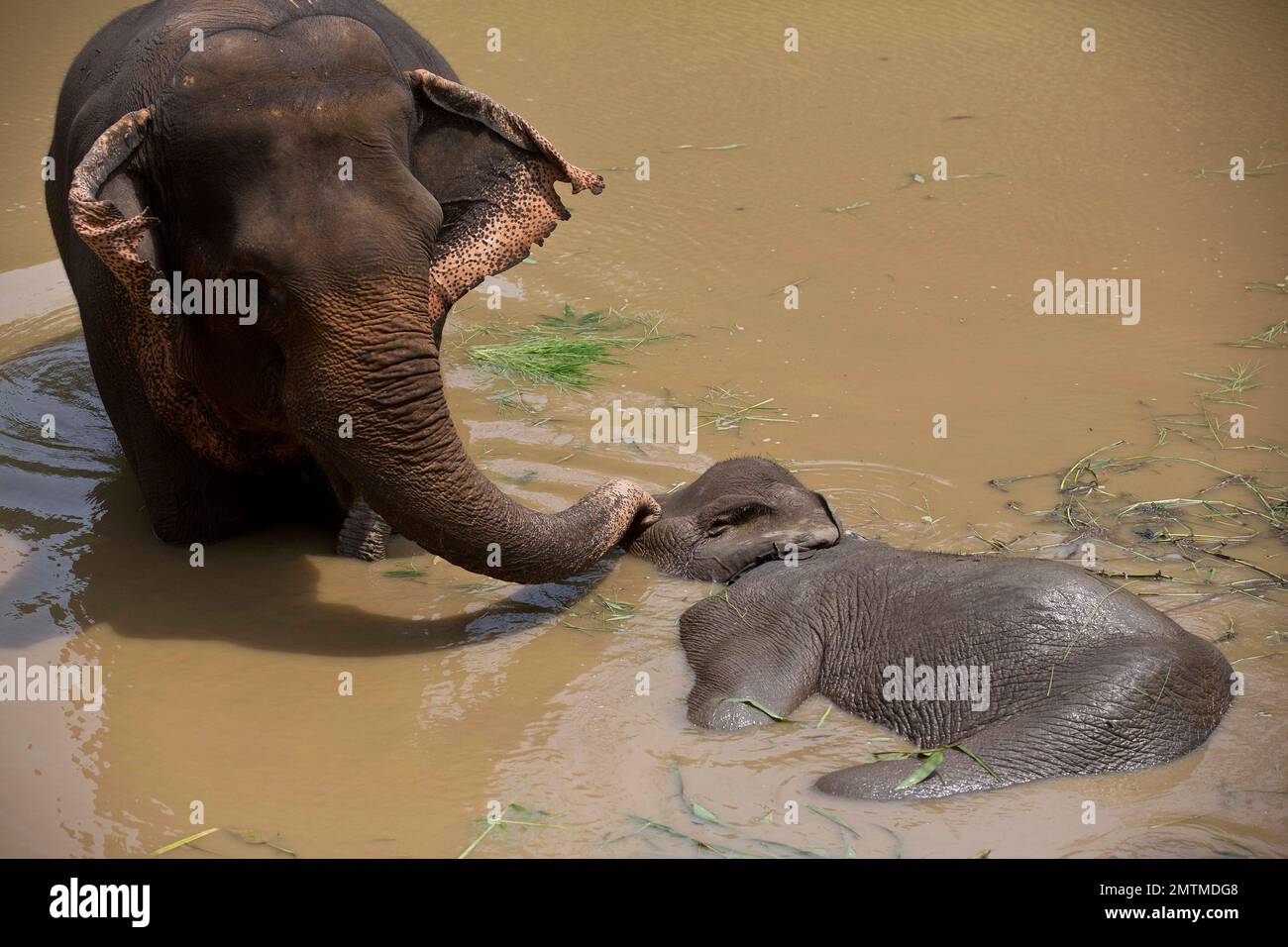 A domestic elephant stands by a 10-year-old wild tusker with a rear leg ...