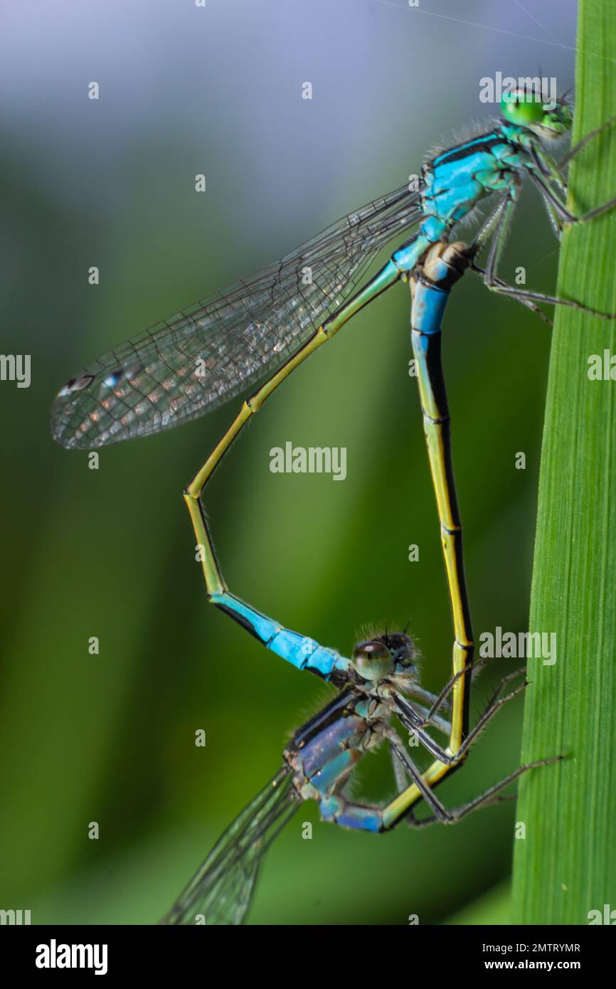 Due libellule Zygoptera mate, Odonata è un ordine di insetti carnivori ...