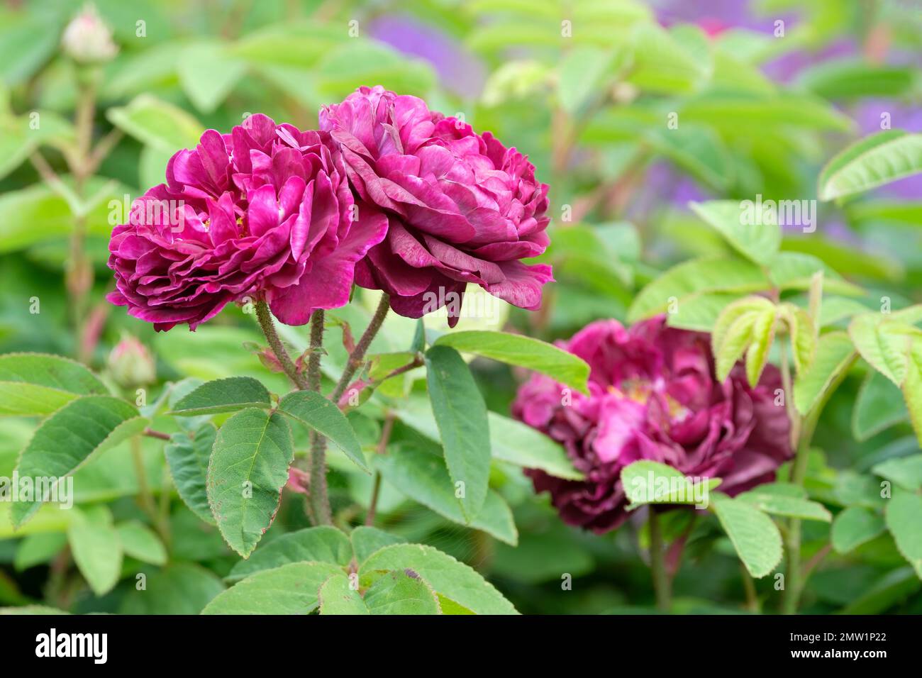 Rosa Toscana superba, Rosa gallica Toscana superba, arbusto quasi senza ...