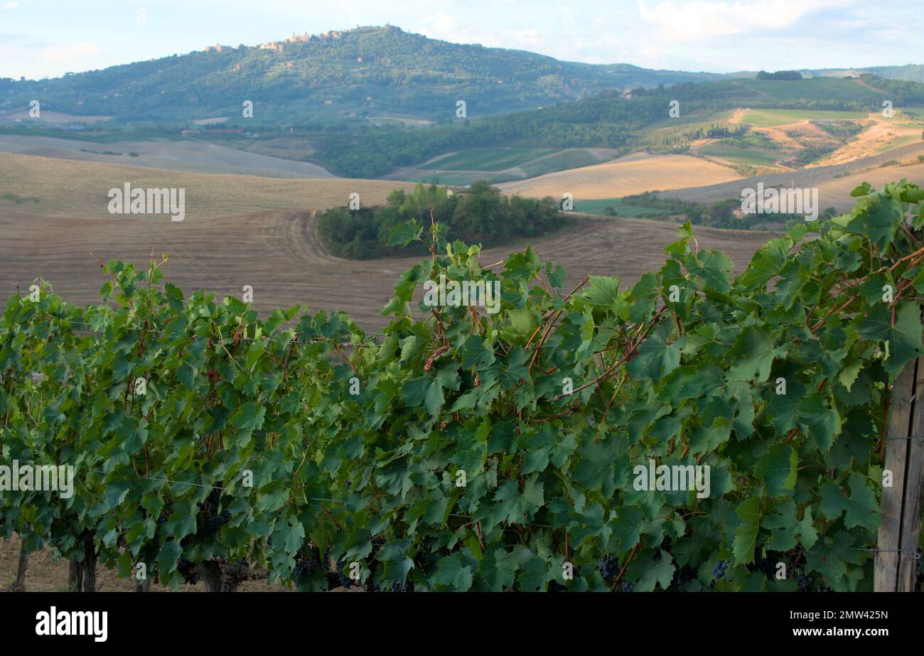 Hojas de parra nel vigneto immagini e fotografie stock ad alta ...