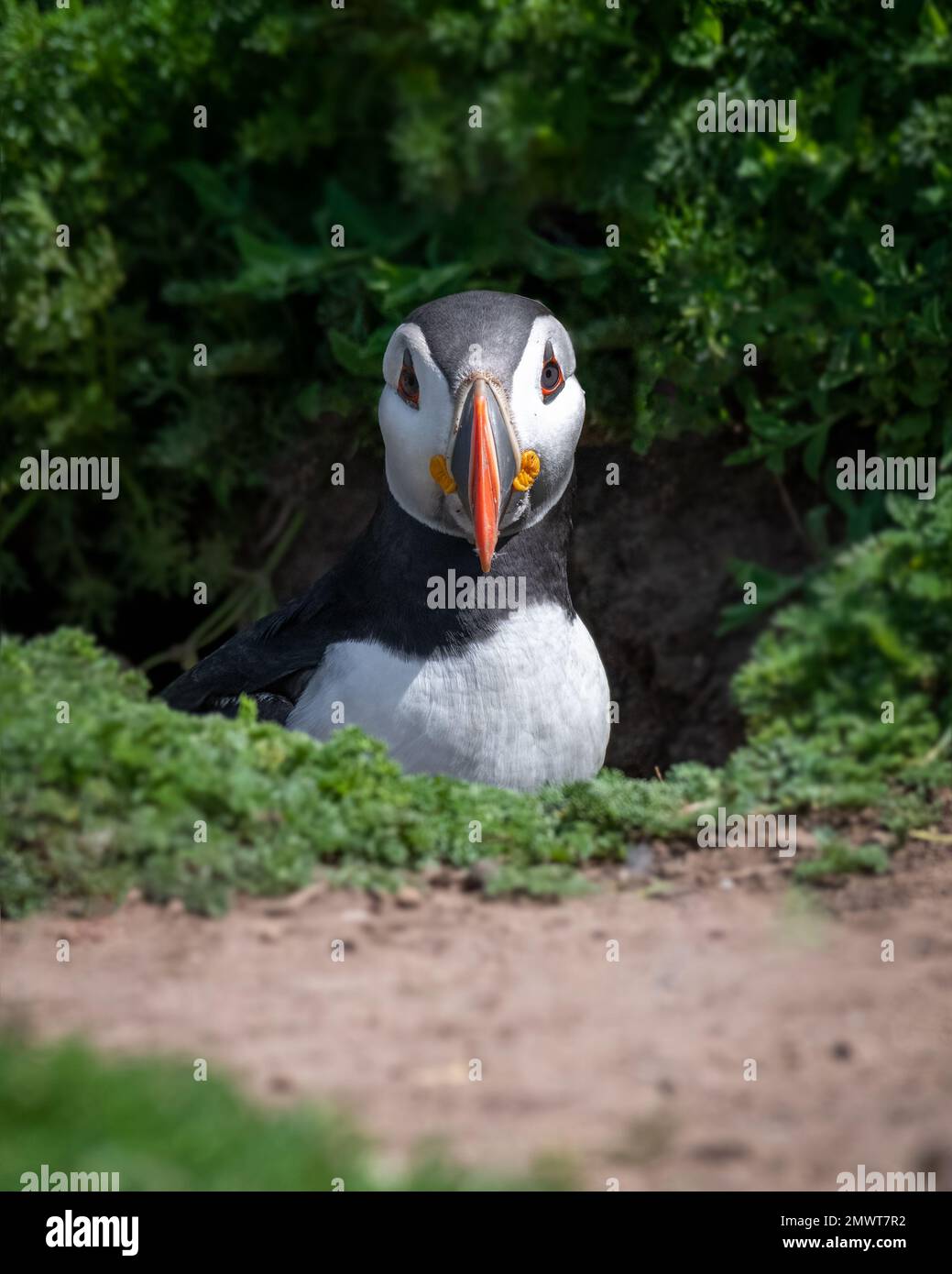 Puffin alla ricerca immagini e fotografie stock ad alta risoluzione - Alamy