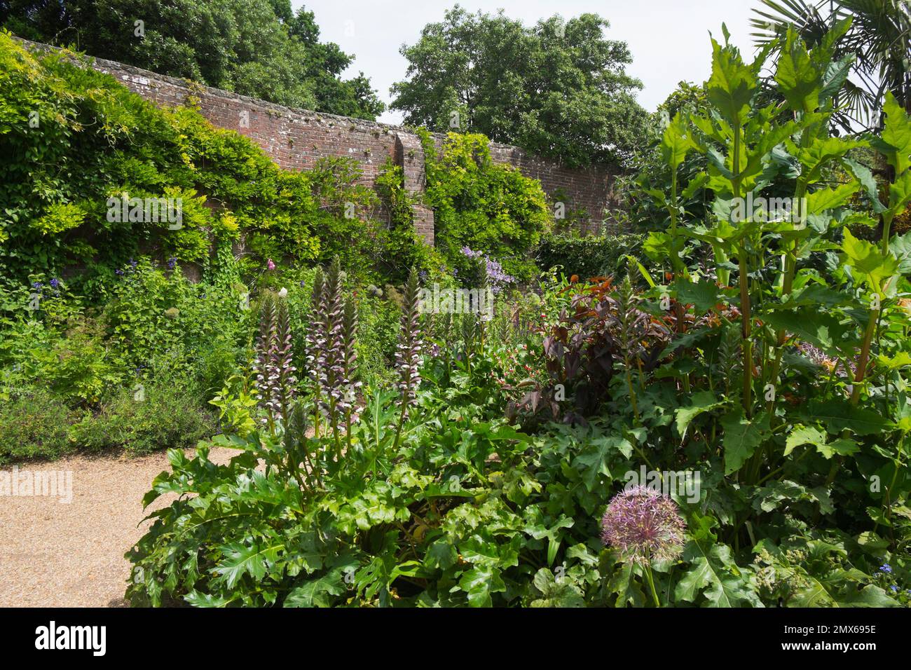 Le braghe di Bear e gli Alleati Viola ai confini con la Wisteria che ...