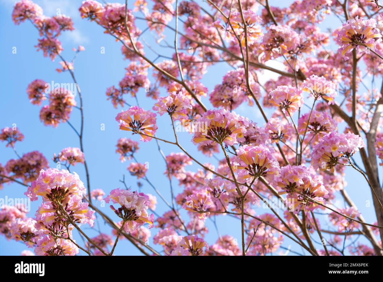 Bella fioritura Tabebuia Rosea o Tabebuia Chrysantha Nichols ...