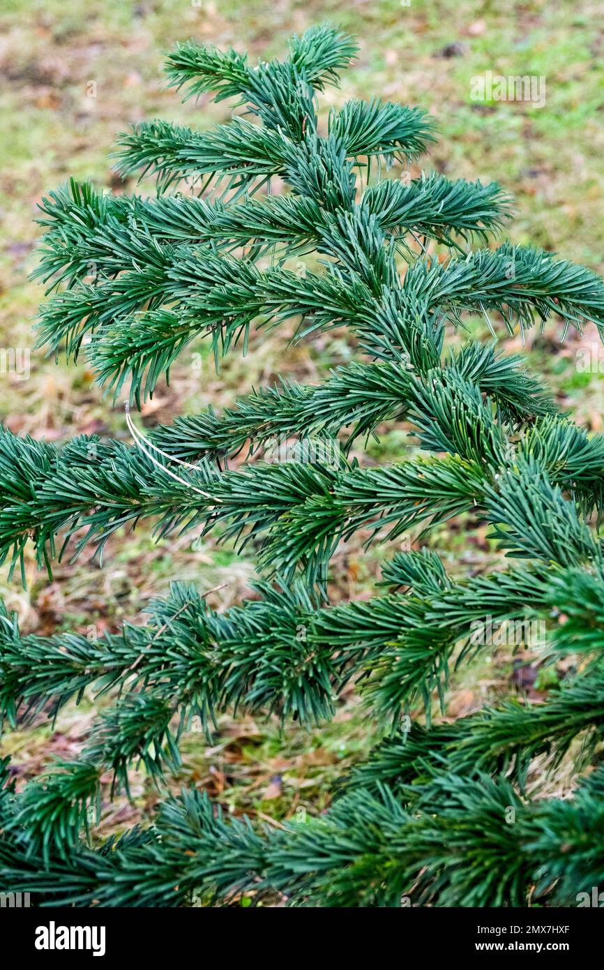 Abies nordmanniana immagini e fotografie stock ad alta risoluzione - Alamy
