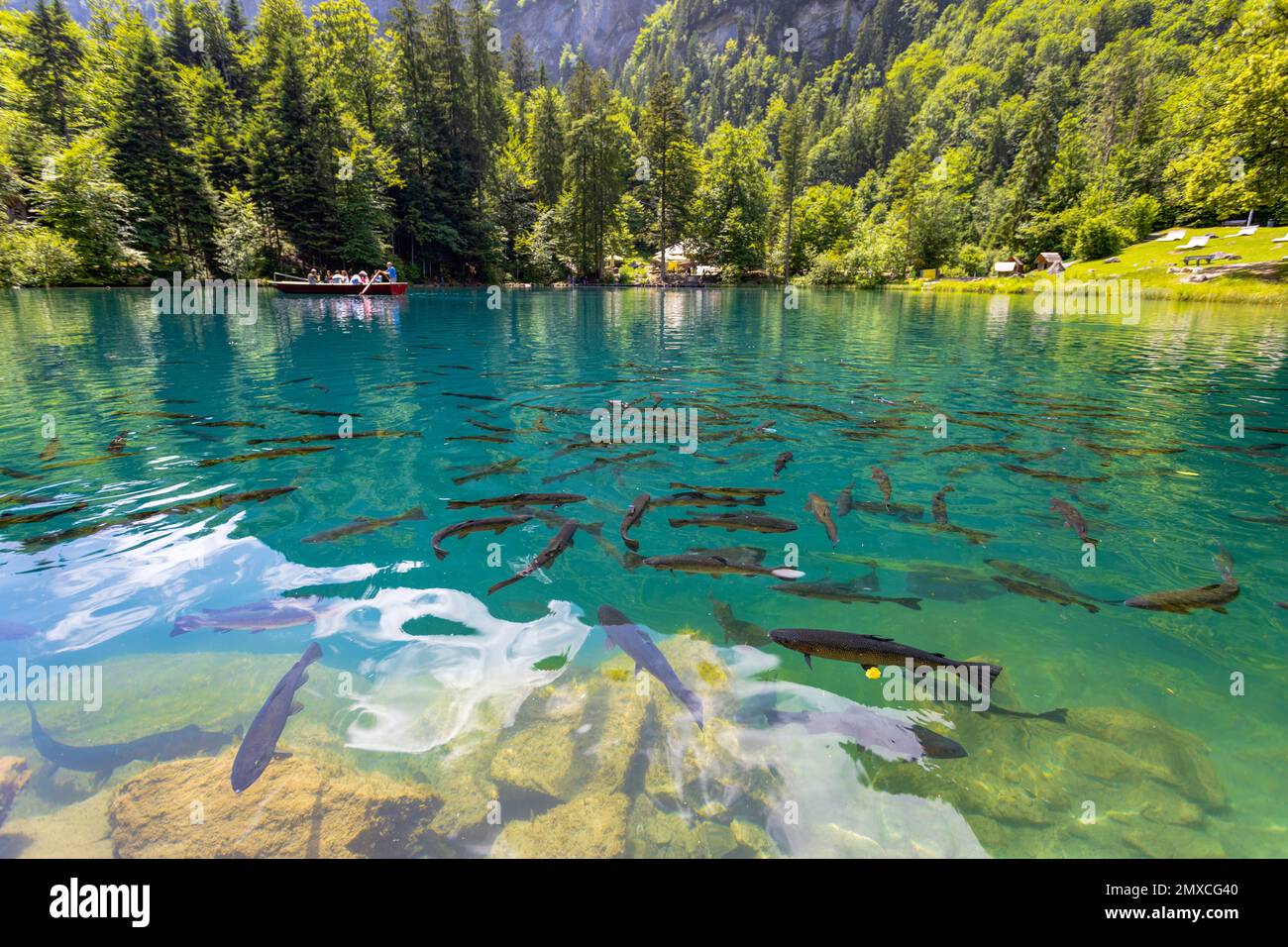 Vista sul lago blu di Blausee nell'Oberland Bernese, famosa meta ...
