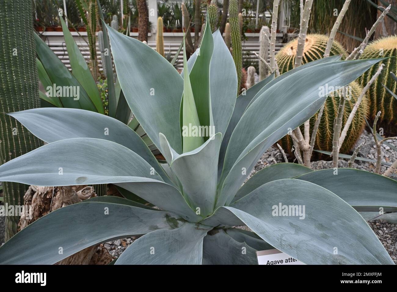 La pianta succulenta in latino chiamata agave attenuata è una specie di ...