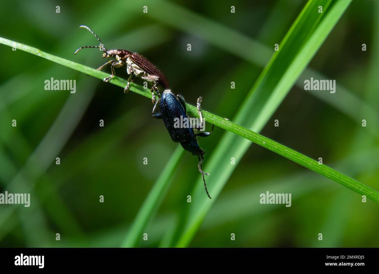 Grande scarabeo verde-dorato Vola spagnola, cantharis lytta ...